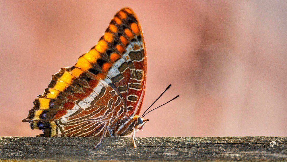 Parque Natural Tajo Internacional | Proyecto Libera